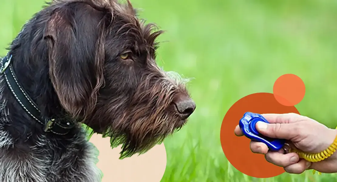 How to Use Treats and Clicker Training to Train Dogs Faster
